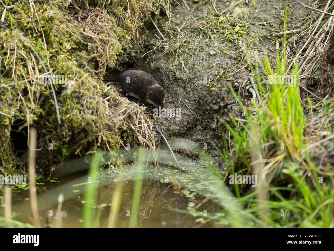 Water Shrew High Resolution Stock Photography and Images - Alamy