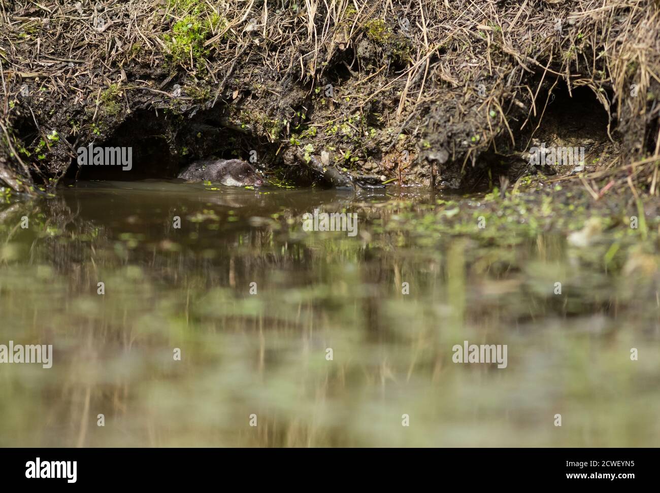 Eurasian water shrew in it's natural habitat, a ditch bank in Finland ...