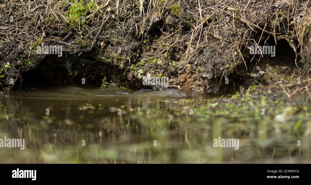 Eurasian water shrew in it's natural habitat, a ditch bank in Finland ...