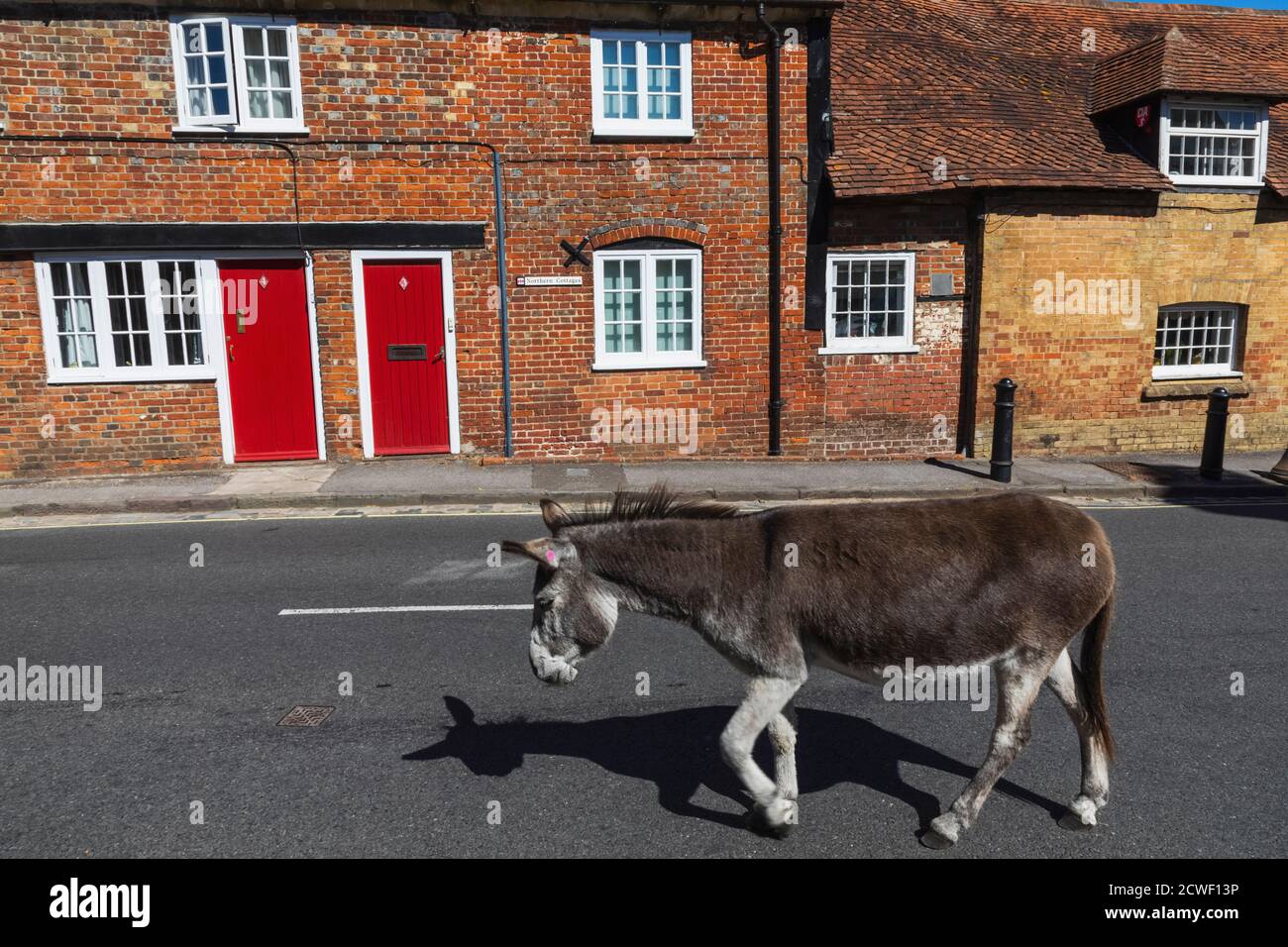 England, Hampshire, New Forest, Beaulieu, Donkey Walking on Road Stock ...