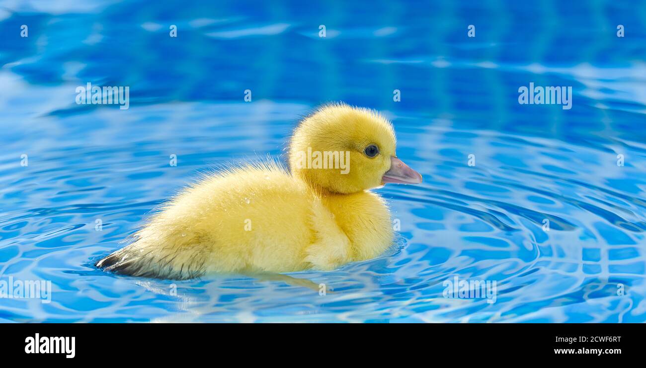 Yellow small cute duckling in swimming pool. Duckling swimming in crystal clear blue water sunny ...
