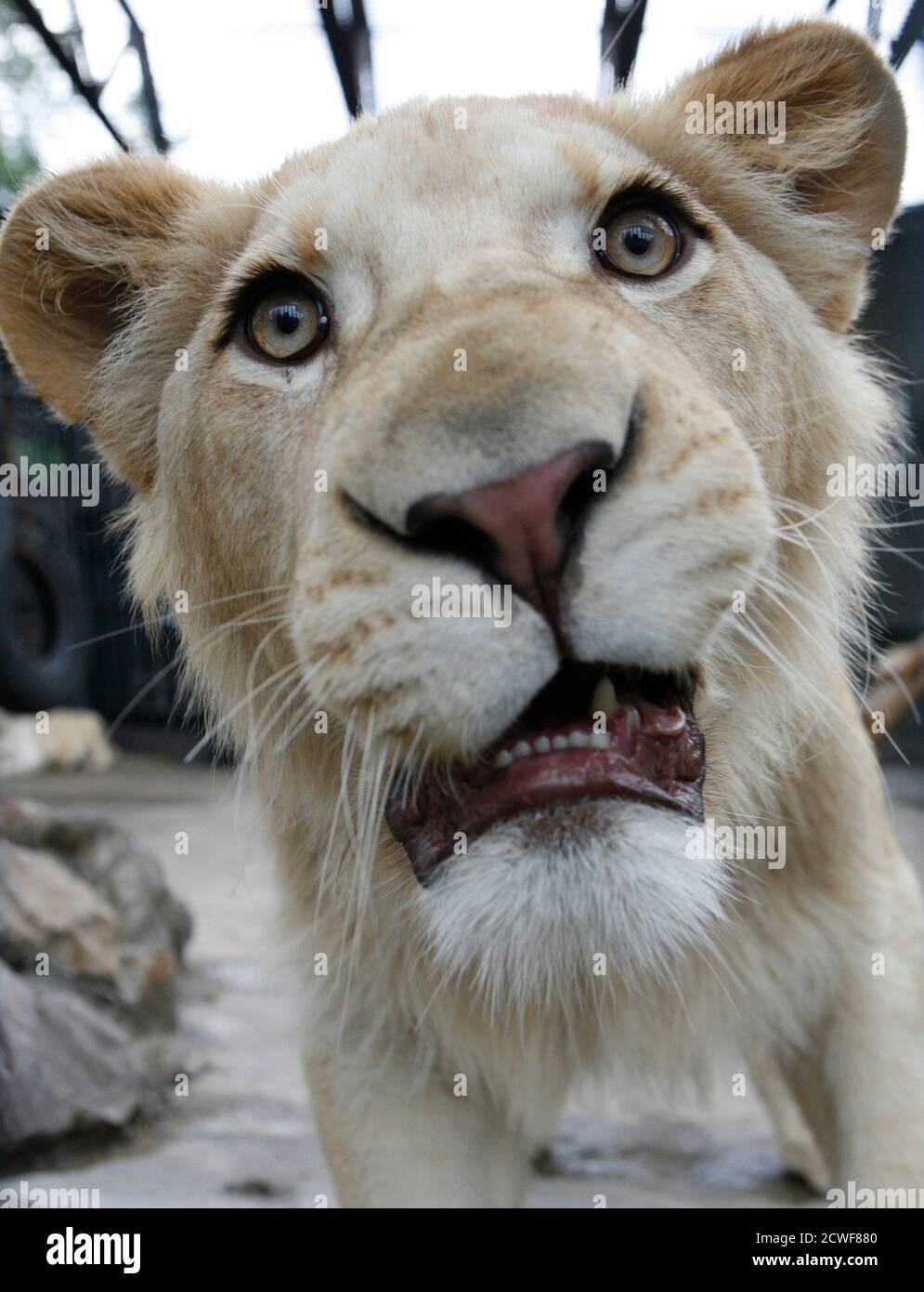 One year old lion cub hi-res stock photography and images - Alamy