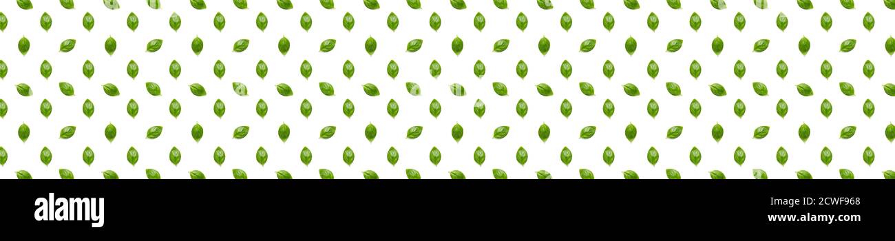 Basil banner. Green leaves of fresh italian basil background on whte ...