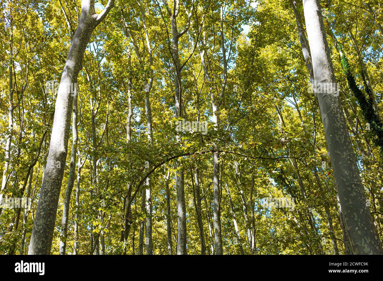 Many leaves hi-res stock photography and images - Alamy