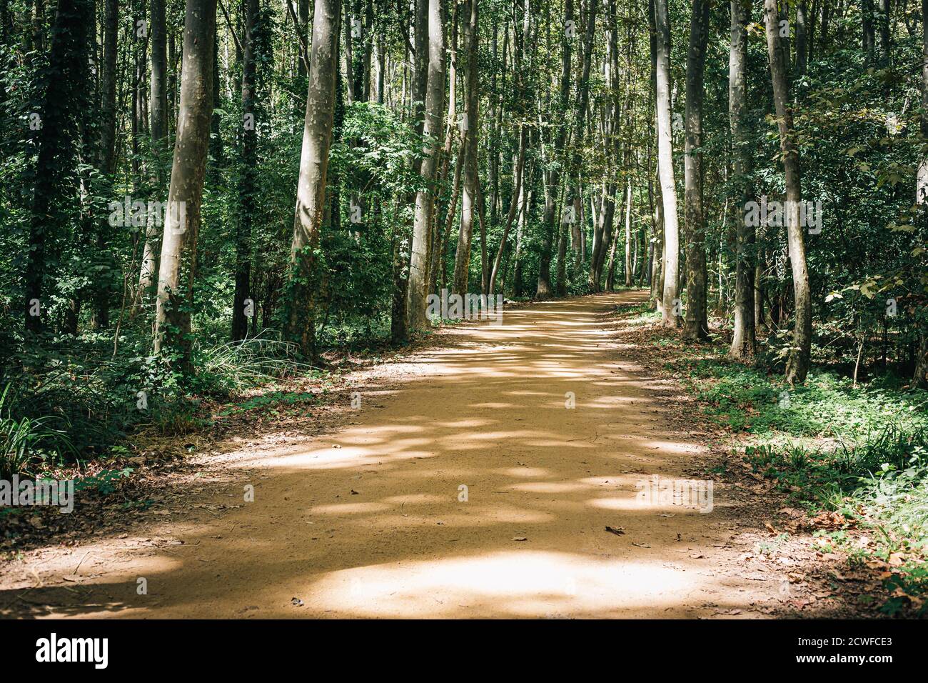 Gravel sand path crossing a green tree deep forest landscape Stock ...