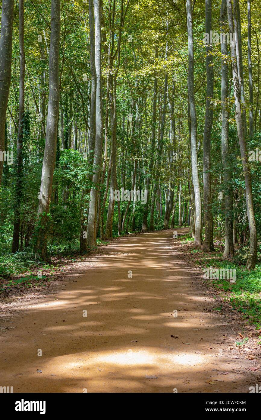 Gravel sand path crossing a green tree deep forest landscape Stock ...