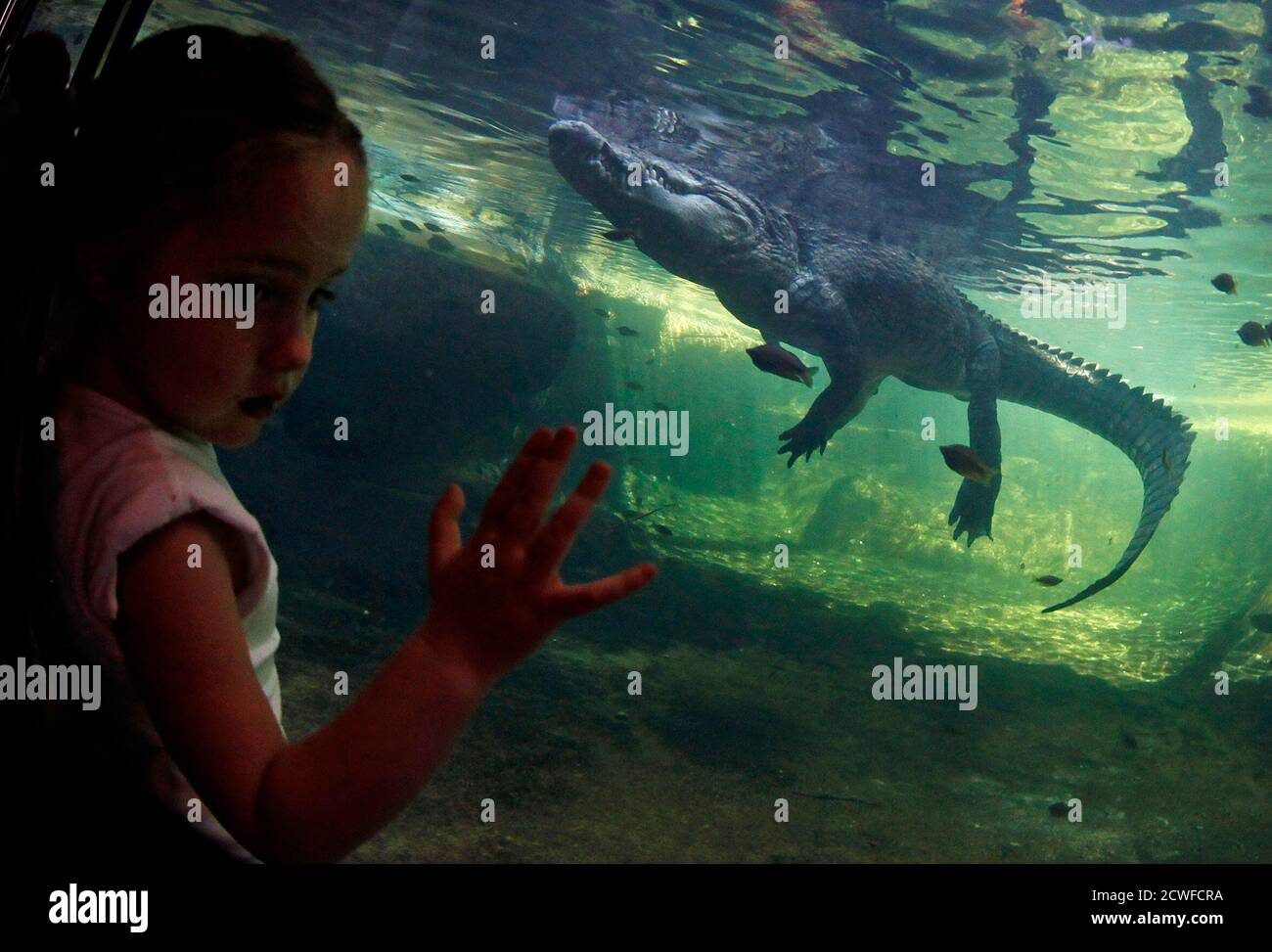 Rex the crocodile High Resolution Stock Photography and Images - Alamy