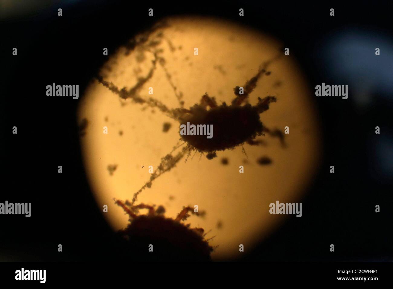 Microscope lab insects hi-res stock photography and images - Alamy