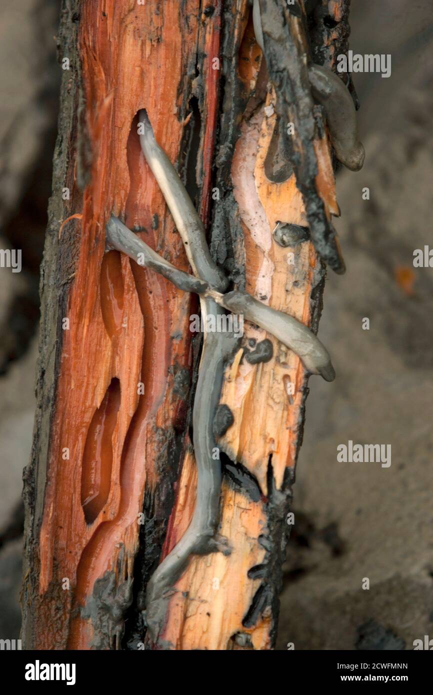 Shipworms hi-res stock photography and images - Alamy