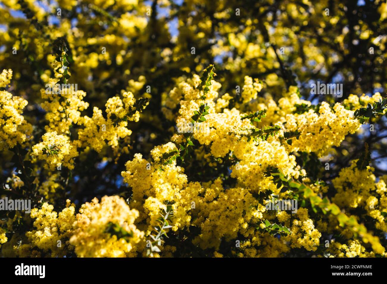native Australian wattle plant outdoor in sunny backyard shot at ...