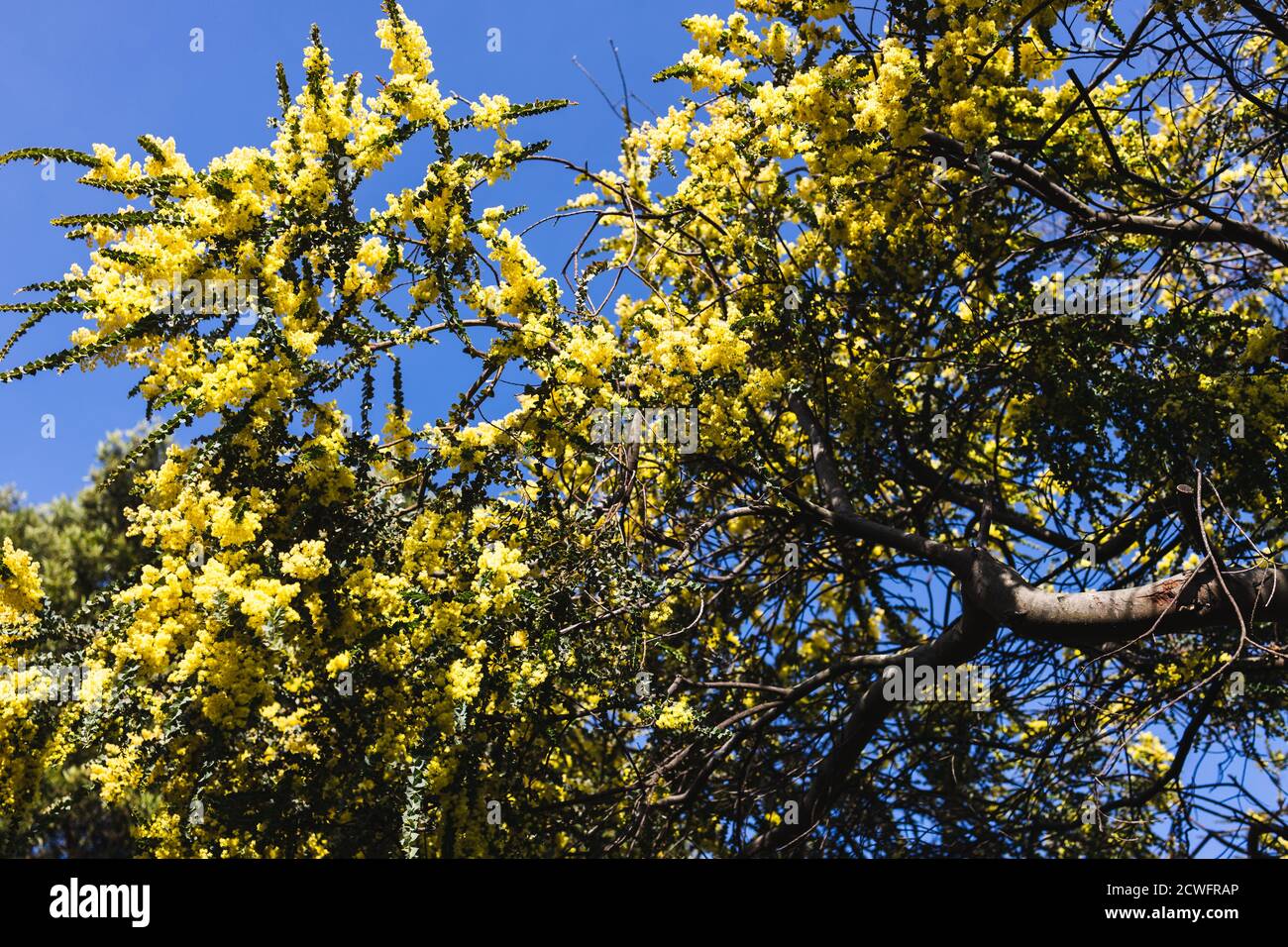 native Australian wattle plant outdoor in sunny backyard shot at ...