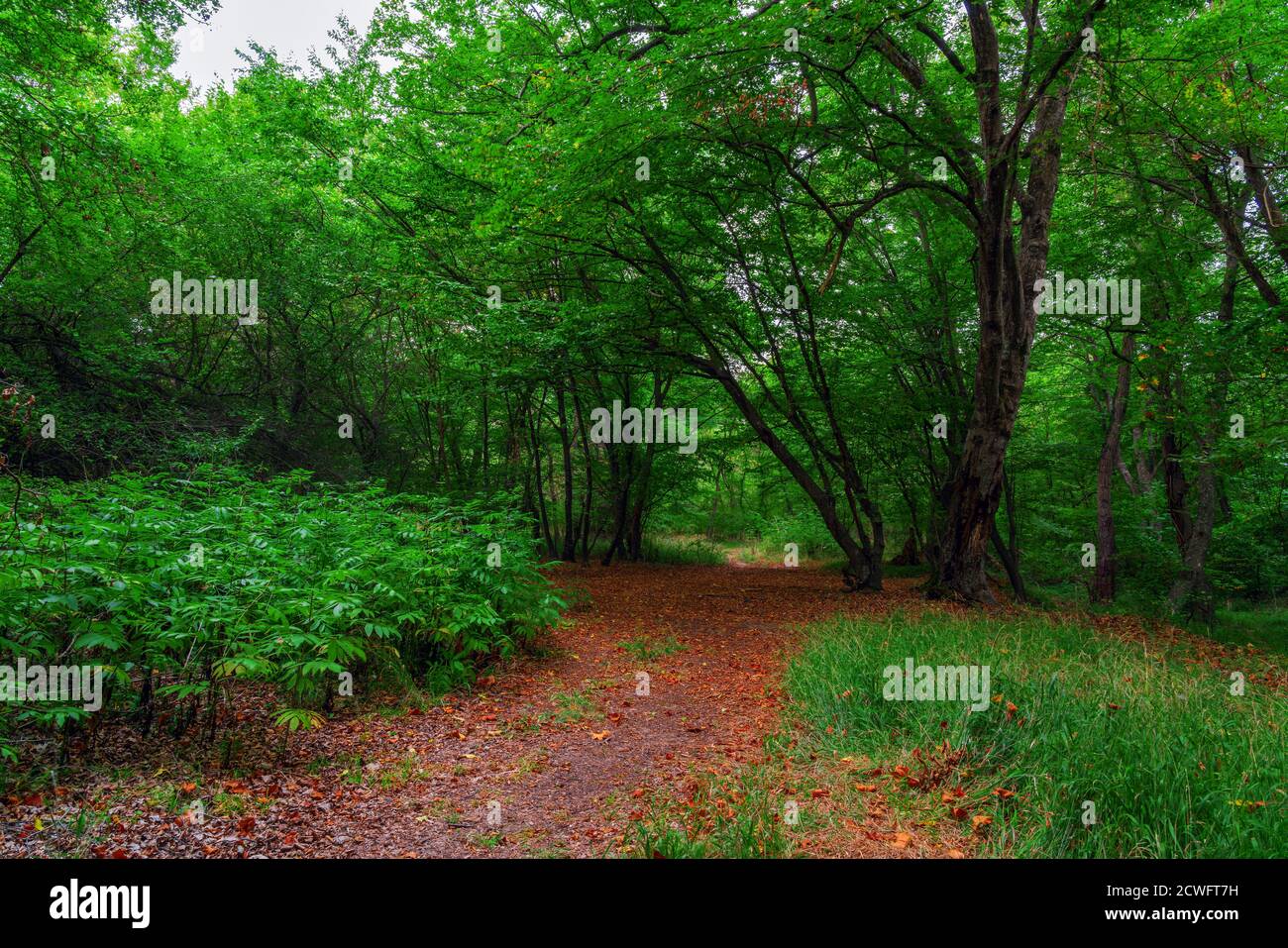 Hiking trail through tall trees in a lush green forest Stock Photo - Alamy