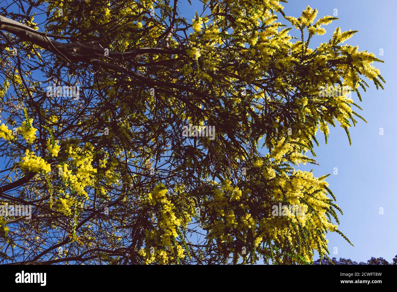 native Australian wattle plant outdoor in sunny backyard shot at ...