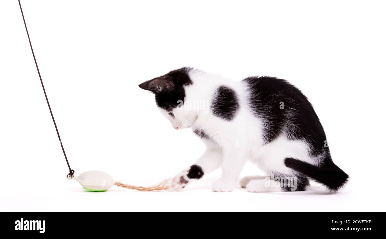 Playful kitten chasing toy, isolated on white background Stock Photo ...