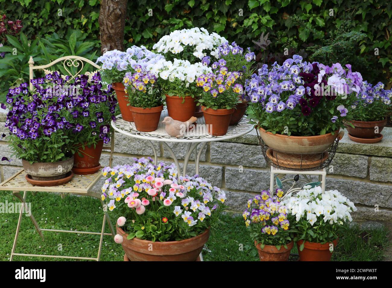 viola flowers in terracotta pots in spring garden Stock Photo - Alamy