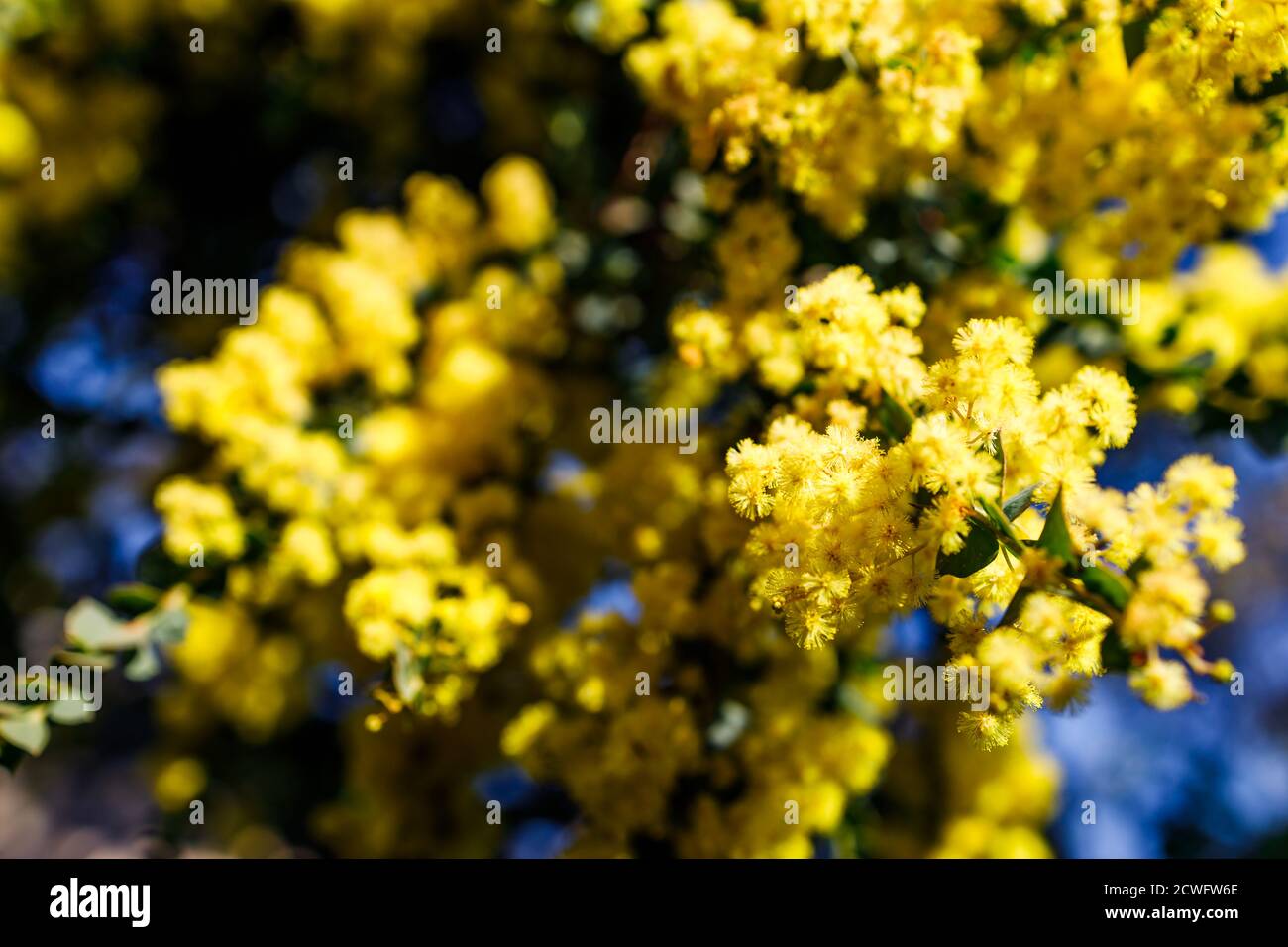 native Australian wattle plant outdoor in sunny backyard shot at ...
