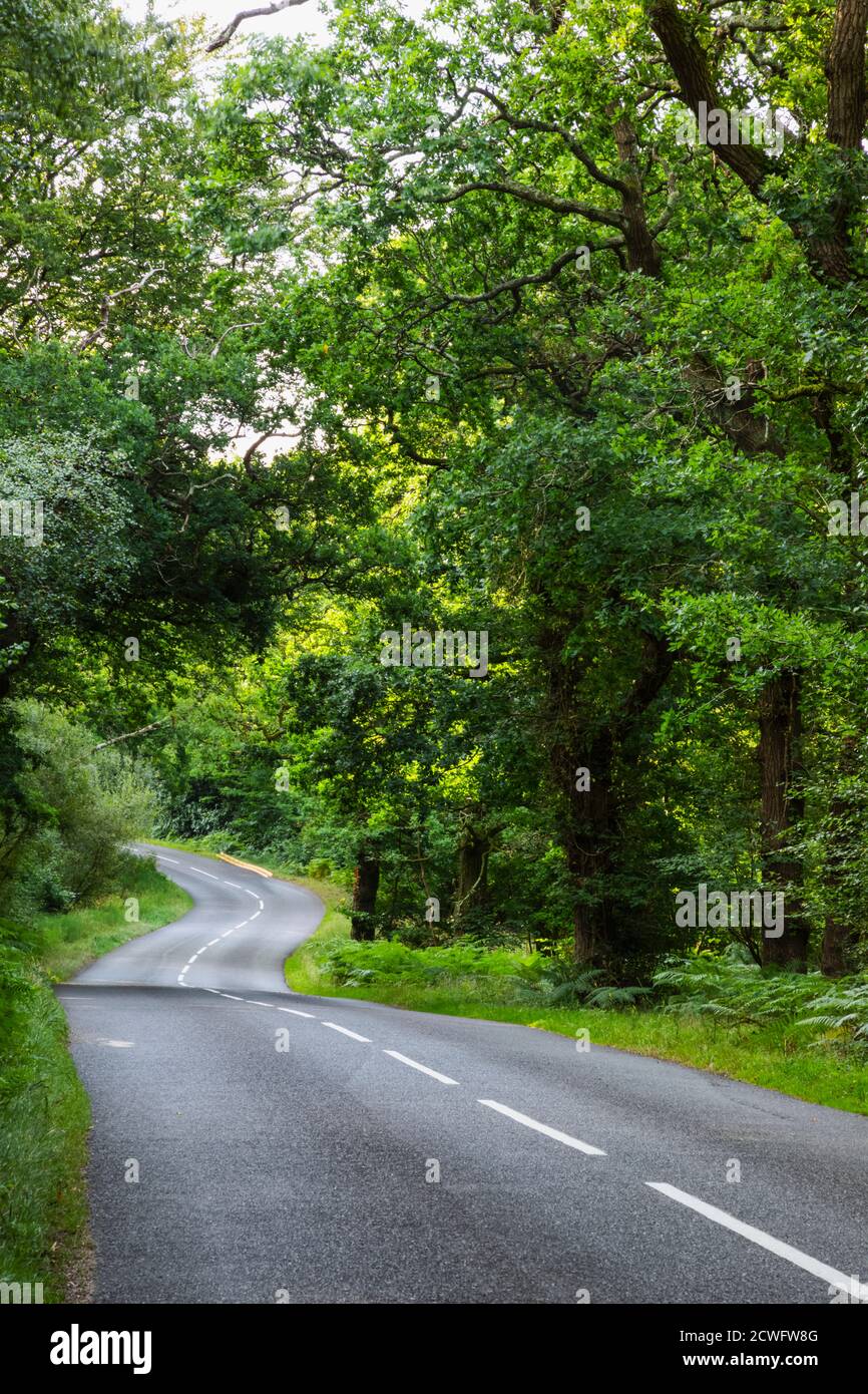 Empty road with trees hi-res stock photography and images - Alamy