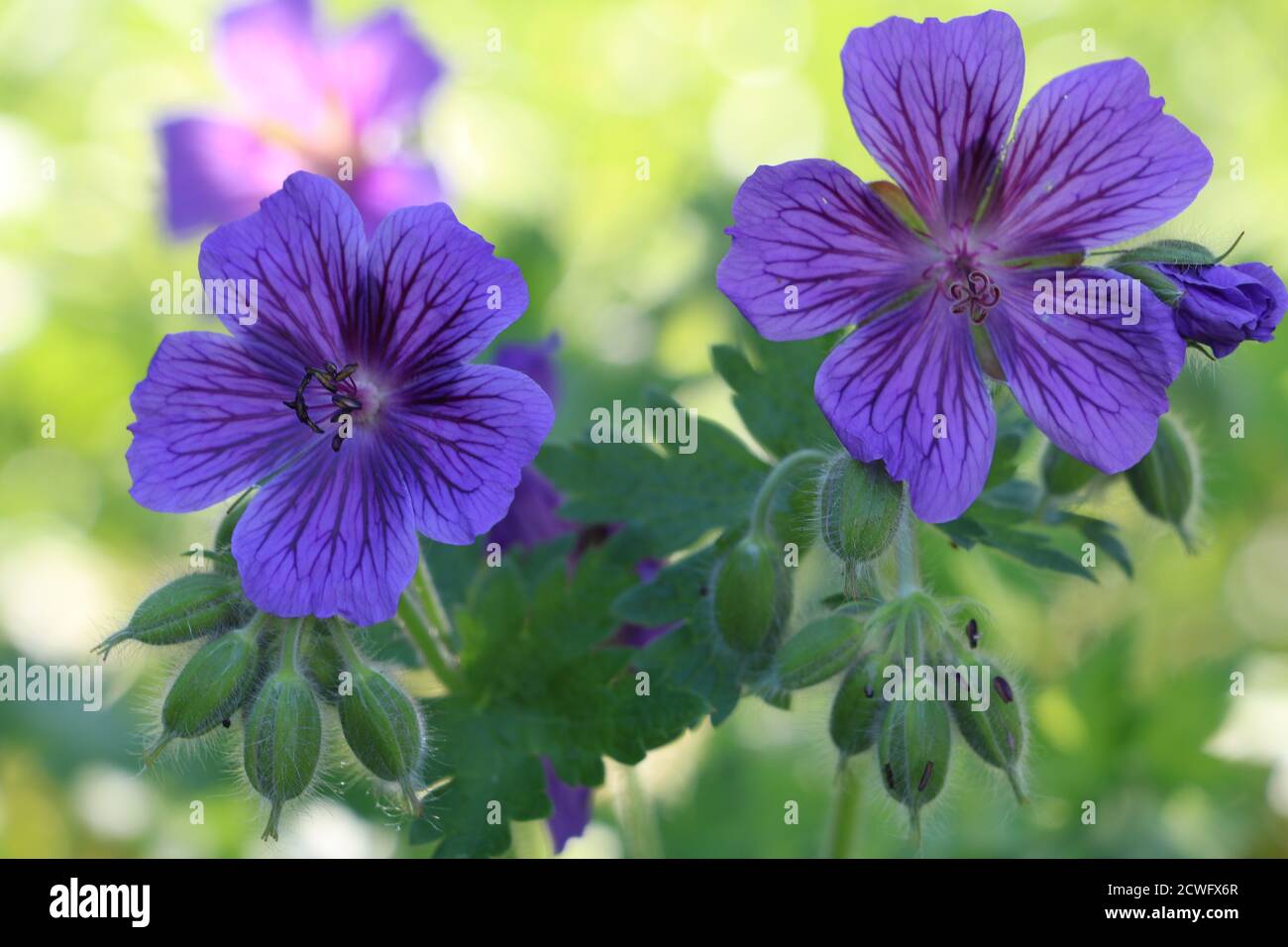 purple cranesbill geranium macro Stock Photo - Alamy