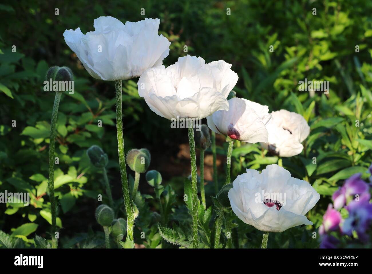 White poppy flower hi-res stock photography and images - Alamy