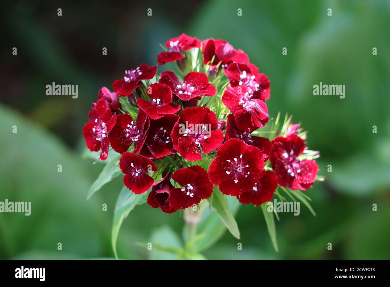 sweet william dianthus barbatus in red macro Stock Photo - Alamy