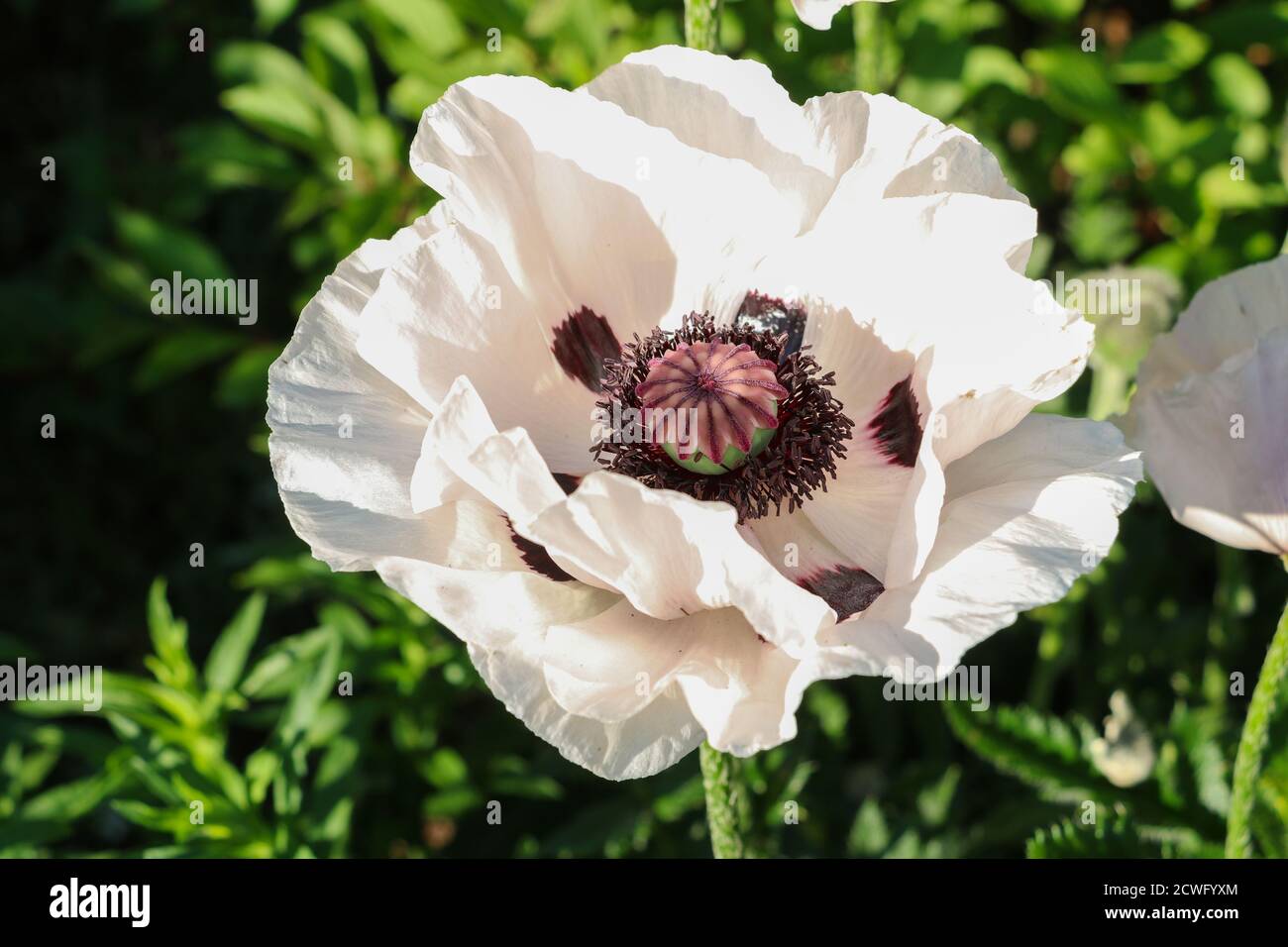 White poppy flower hi-res stock photography and images - Alamy