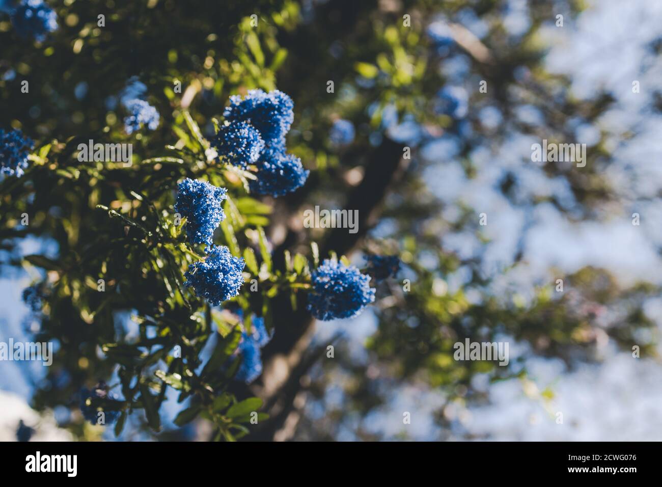 close-up of ceanothus blue pacific tree outdoor in sunny backyard shot ...