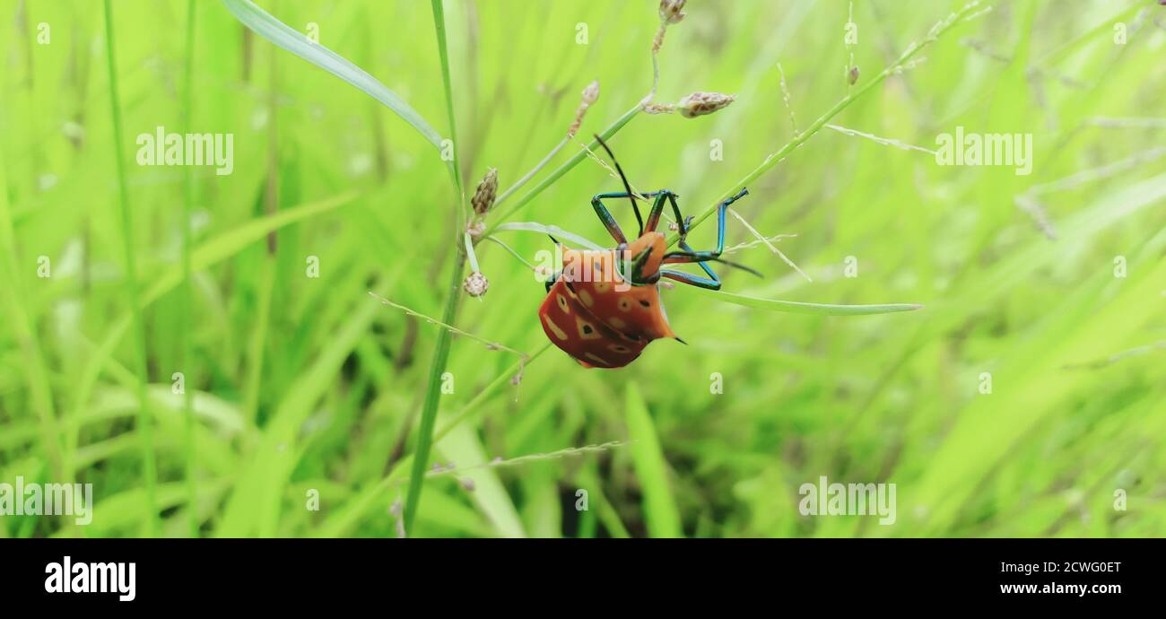 Beautiful insect hi-res stock photography and images - Alamy