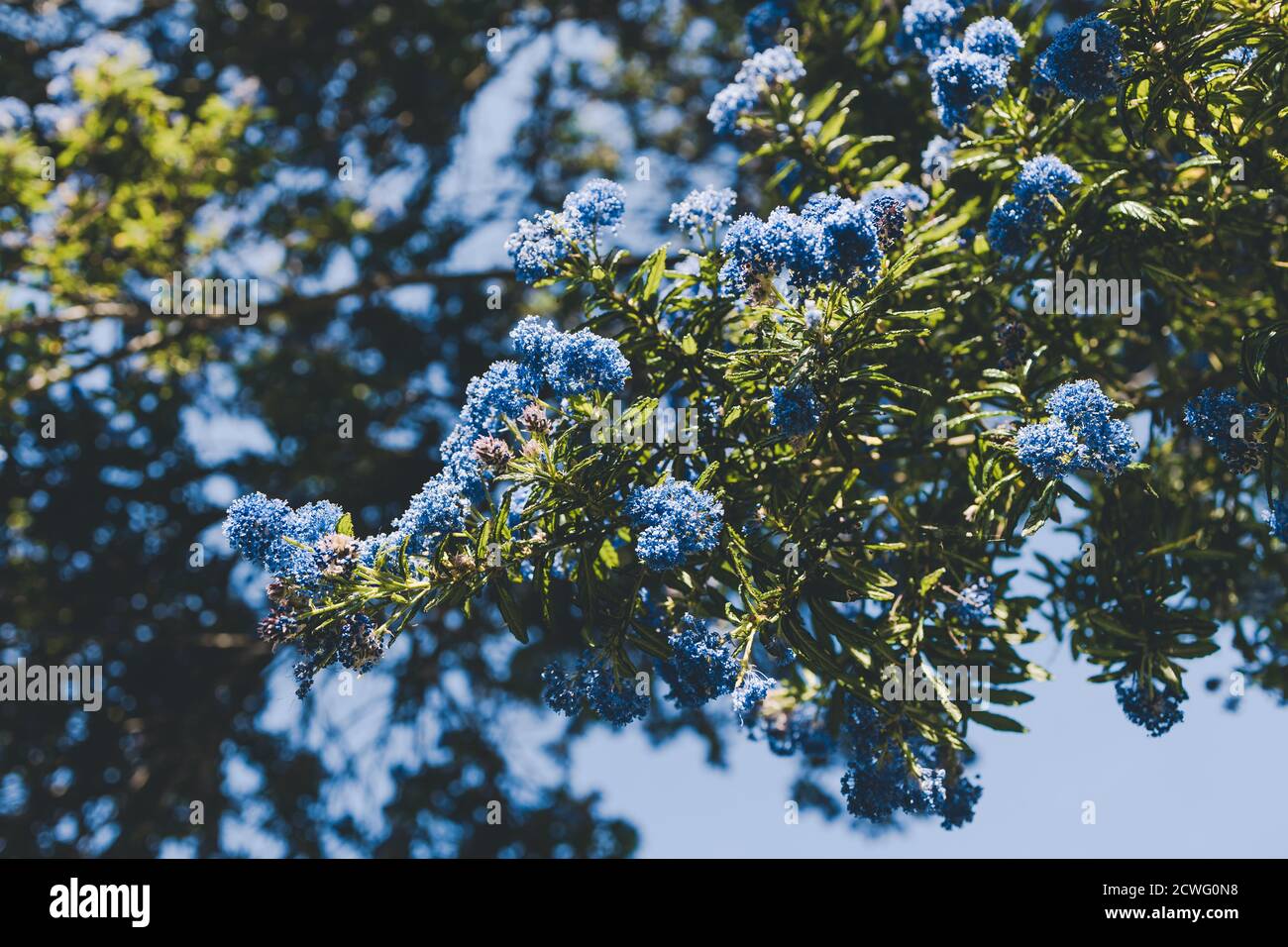 close-up of ceanothus blue pacific tree outdoor in sunny backyard shot ...