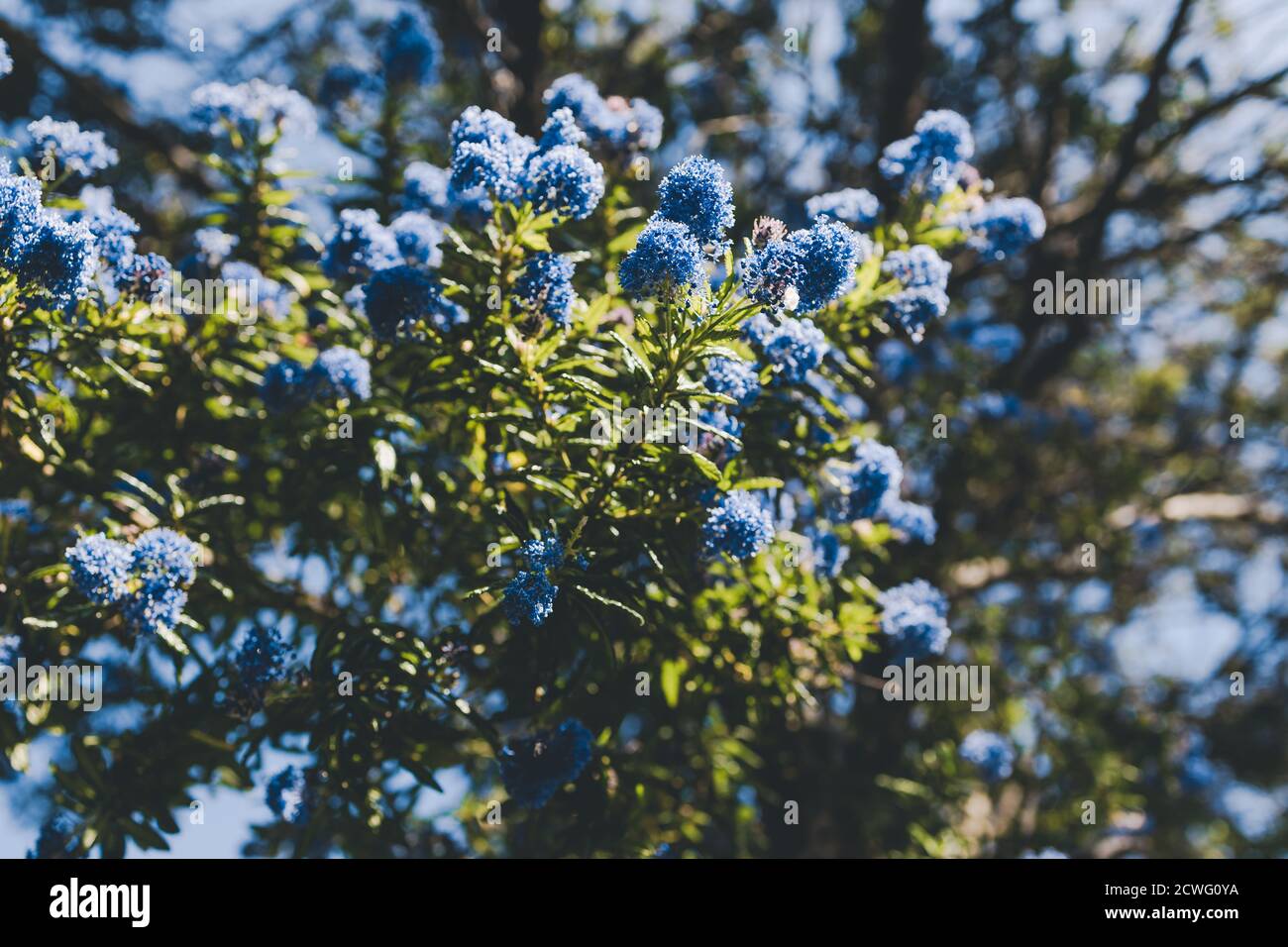 Ceanothus Blue High Resolution Stock Photography and Images - Alamy