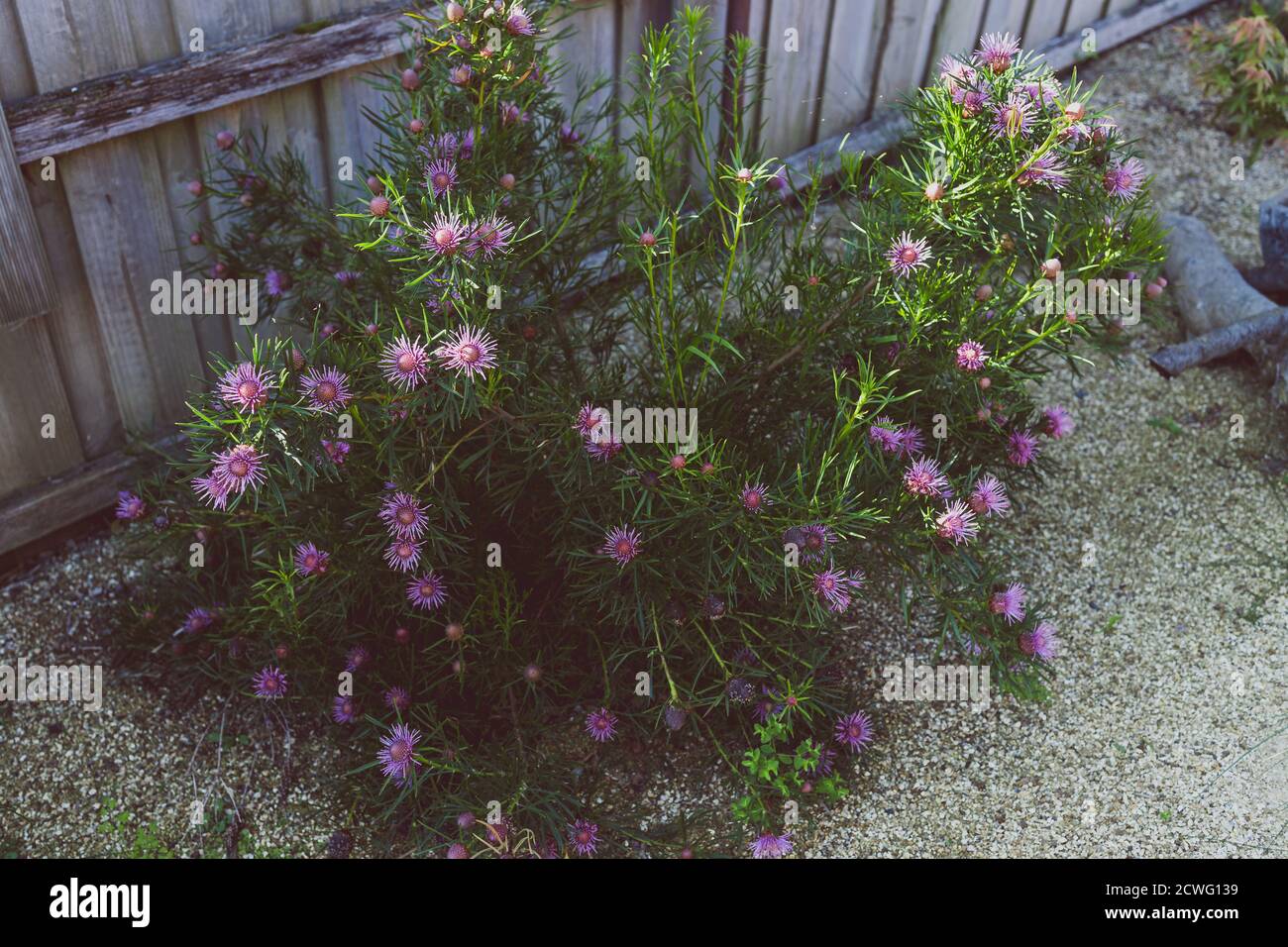 native Australian candy cone plant with pink flowers outdoor in sunny ...