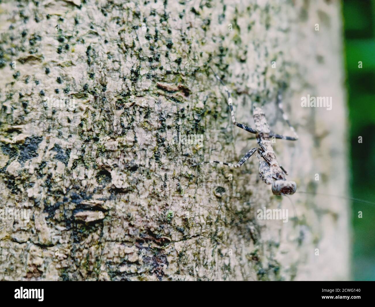 Ground mantis hi-res stock photography and images - Alamy