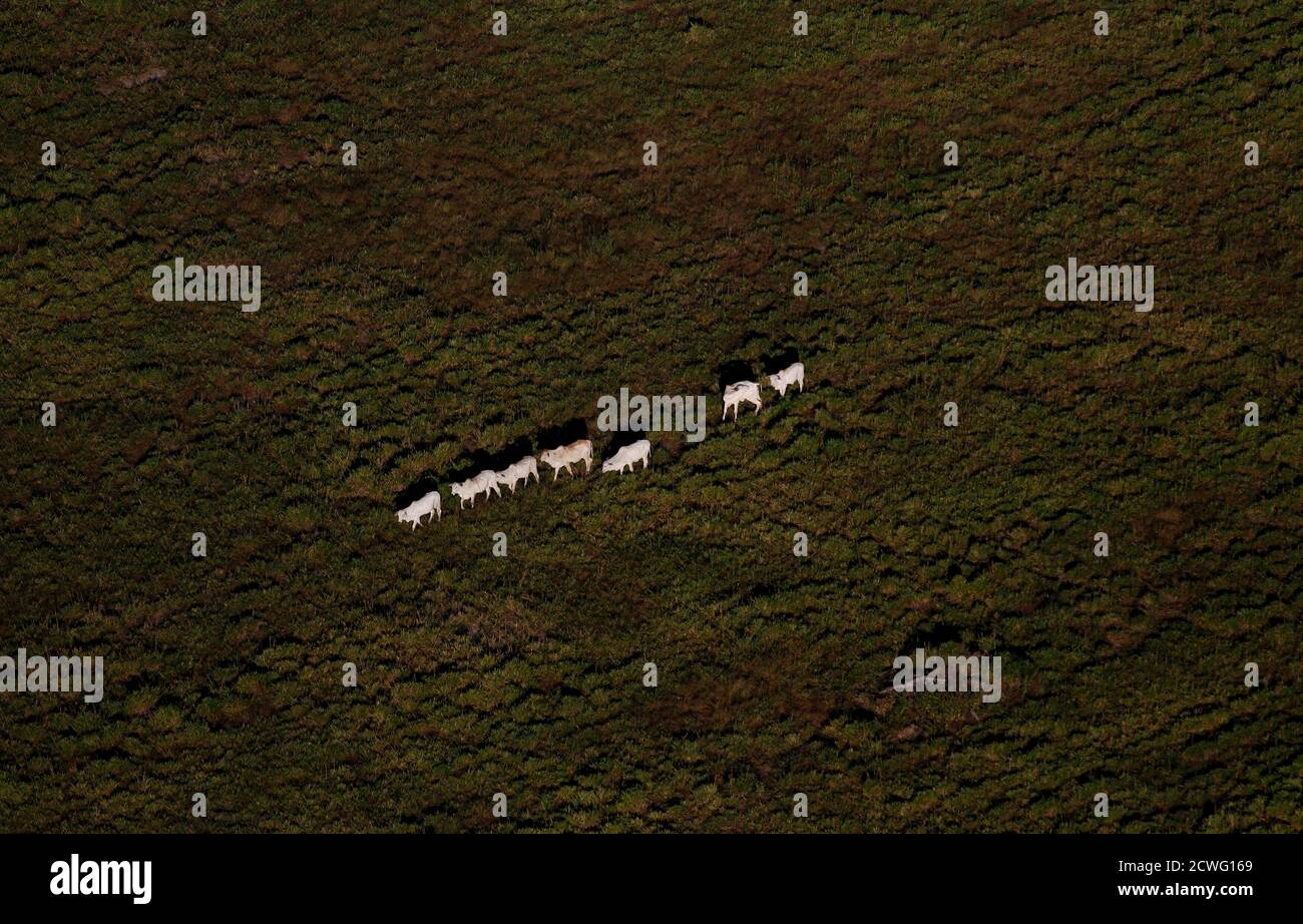 Amazon rainforest deforestation cattle hi-res stock photography and ...