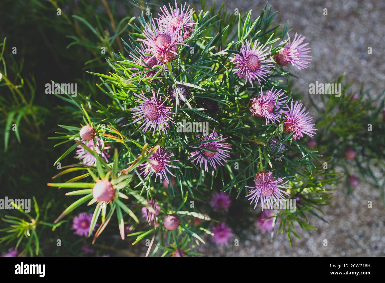 native Australian candy cone plant with pink flowers outdoor in sunny ...