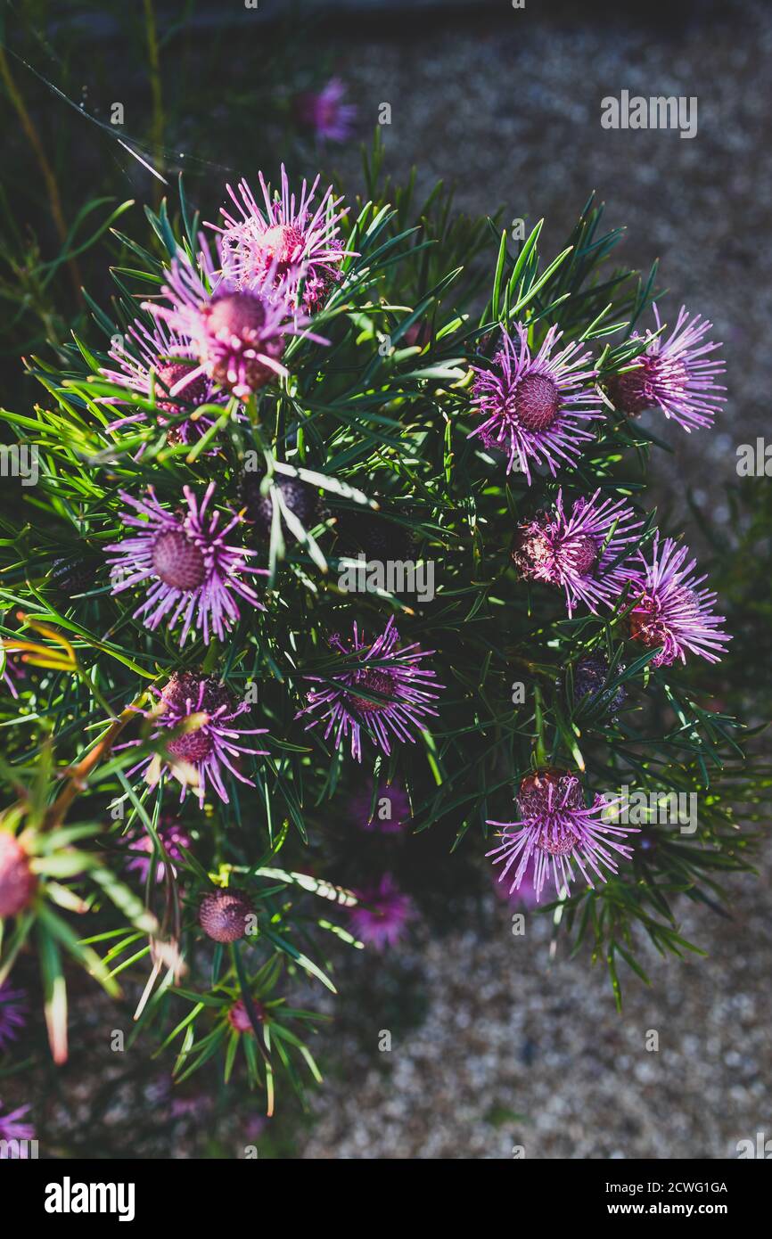 native Australian candy cone plant with pink flowers outdoor in sunny ...