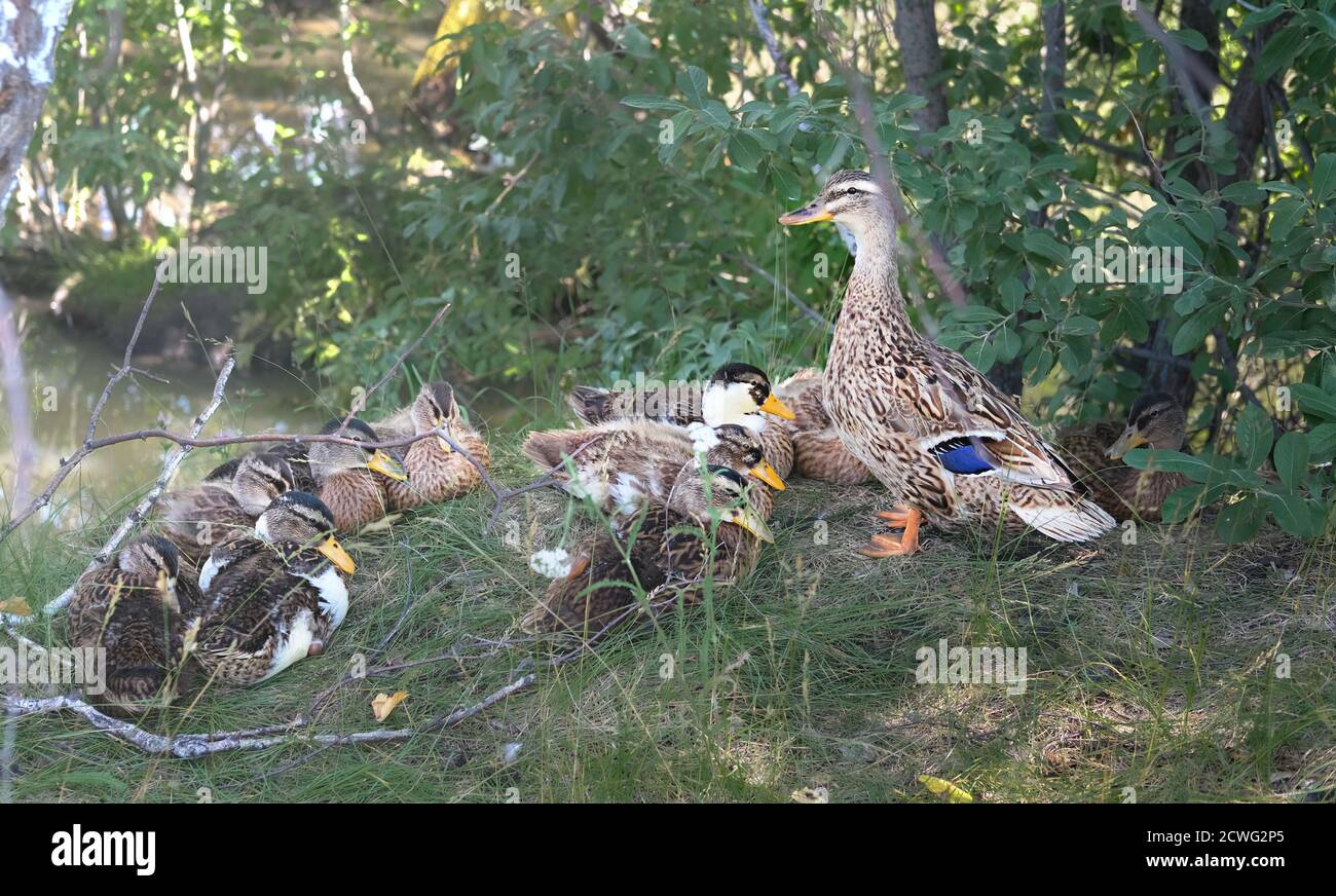 Child following ducks hi-res stock photography and images - Alamy