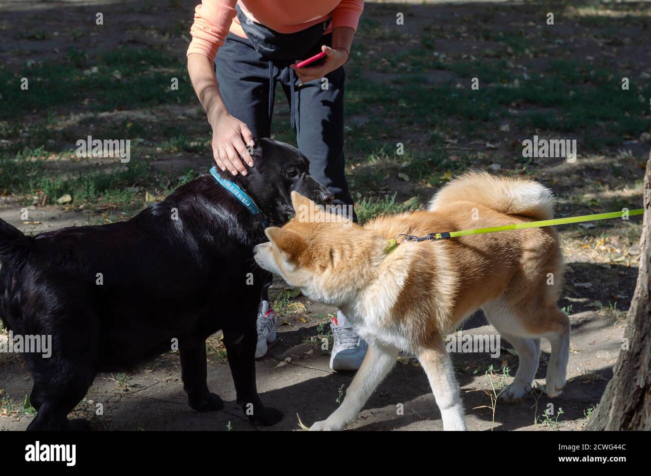 Japanese Akita Inu puppy plays with an adult black labrador in dog park ...