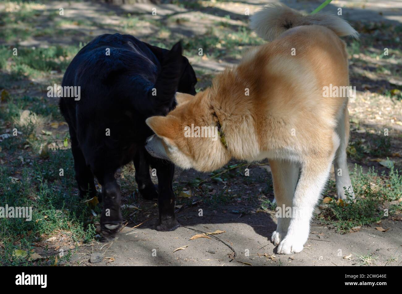 Japanese Akita Inu puppy meets an adult black Labrador in a dog park. 5 ...