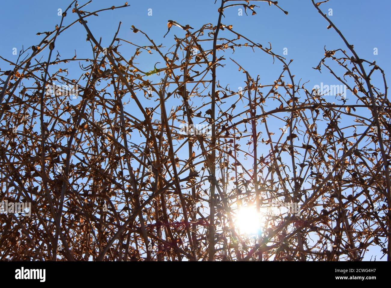 Deserted tumbleweed hi-res stock photography and images - Alamy
