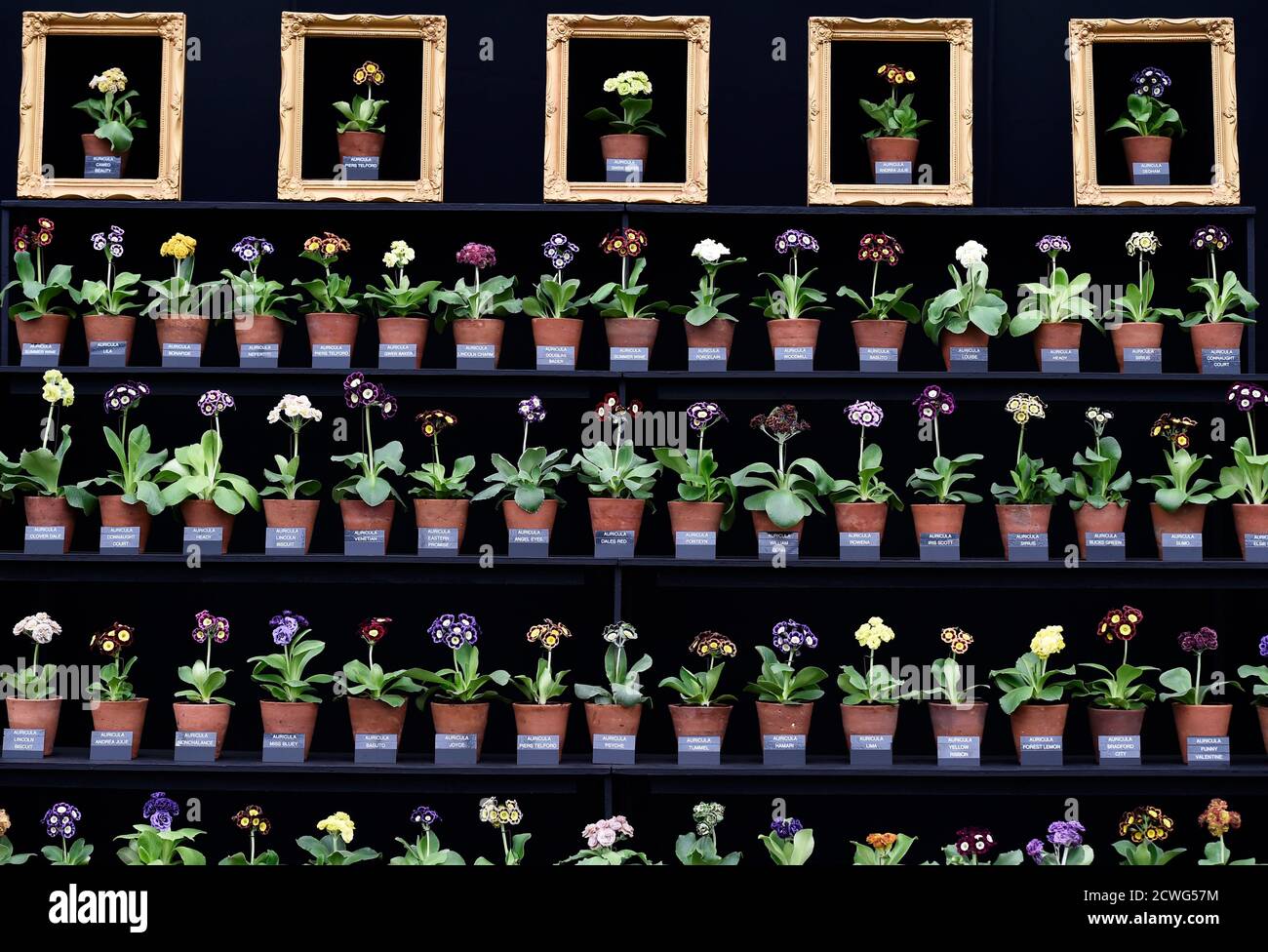 Flower auriculas hi-res stock photography and images - Alamy
