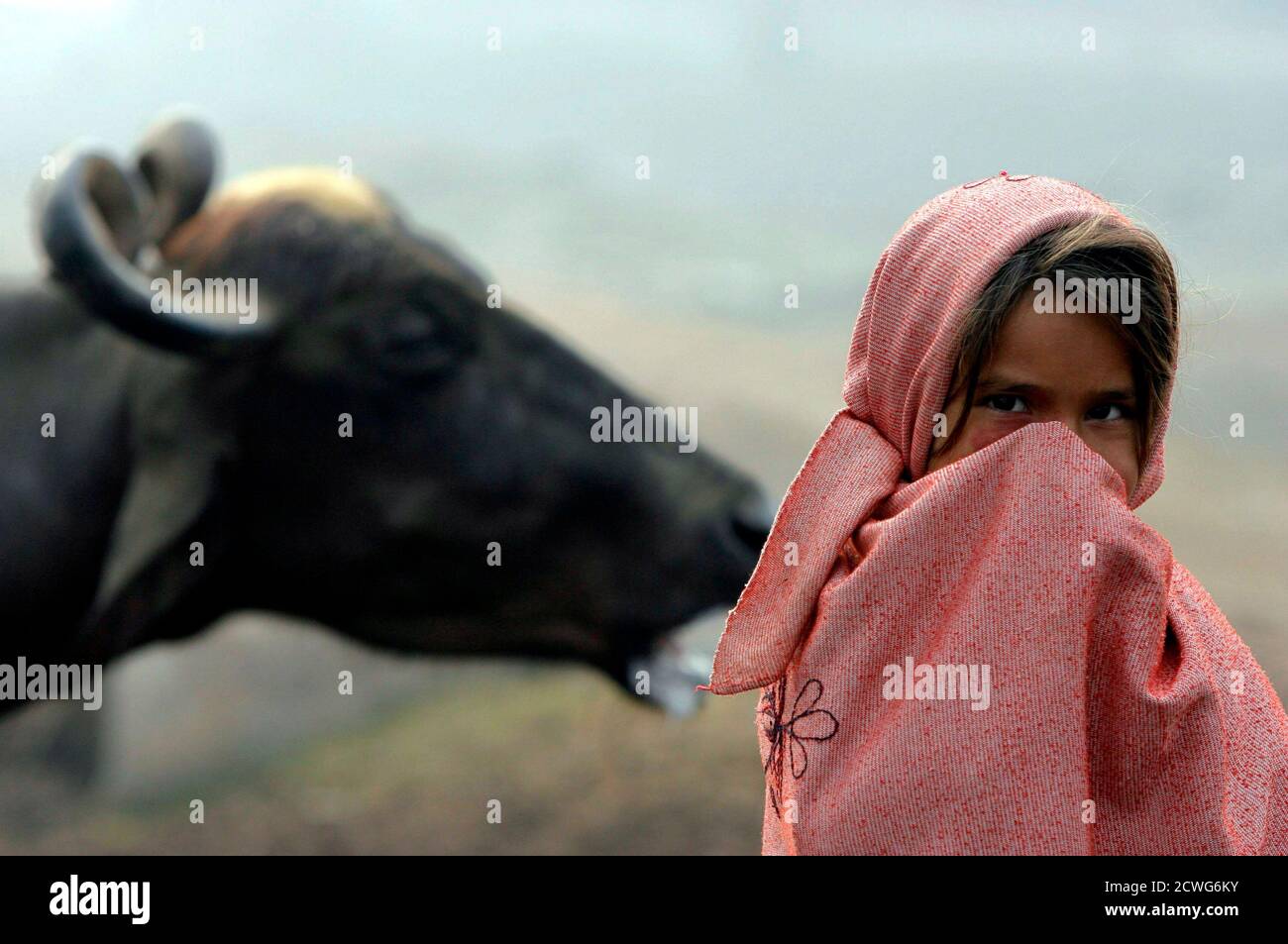 She buffalo hi-res stock photography and images - Alamy