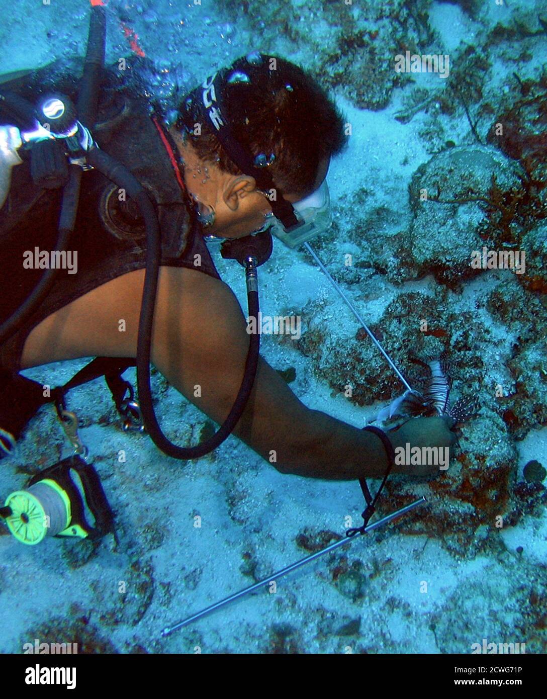 Indo pacific lionfish caribbean hi-res stock photography and images - Alamy
