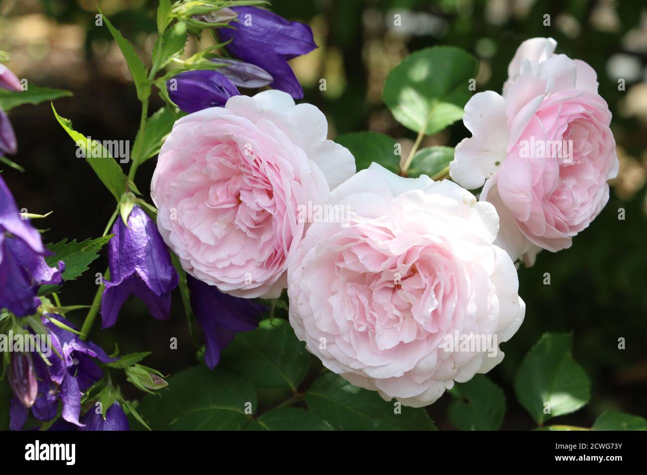 Olivia austin hi-res stock photography and images - Alamy