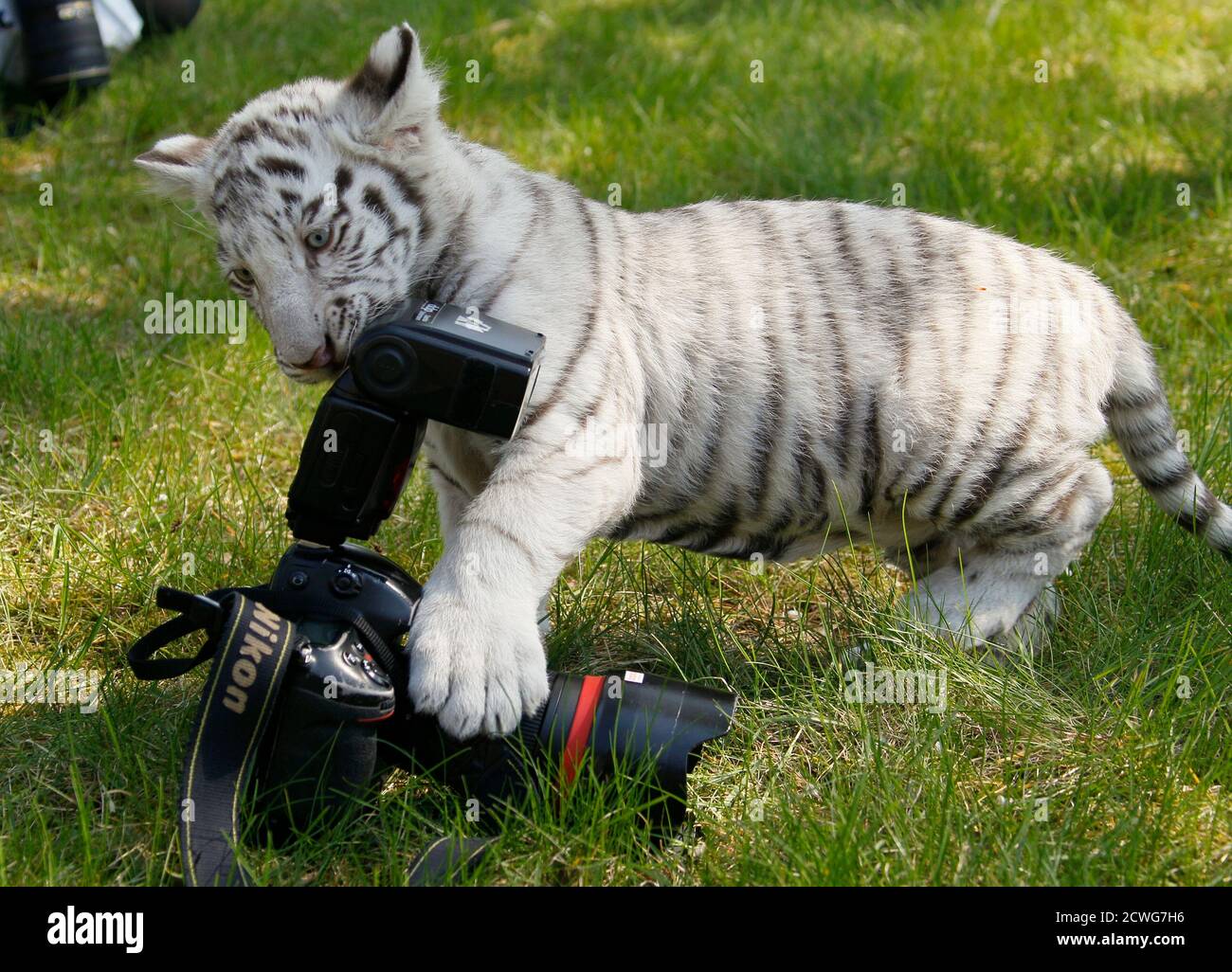 Tiger Cub Bite High Resolution Stock Photography and Images - Alamy