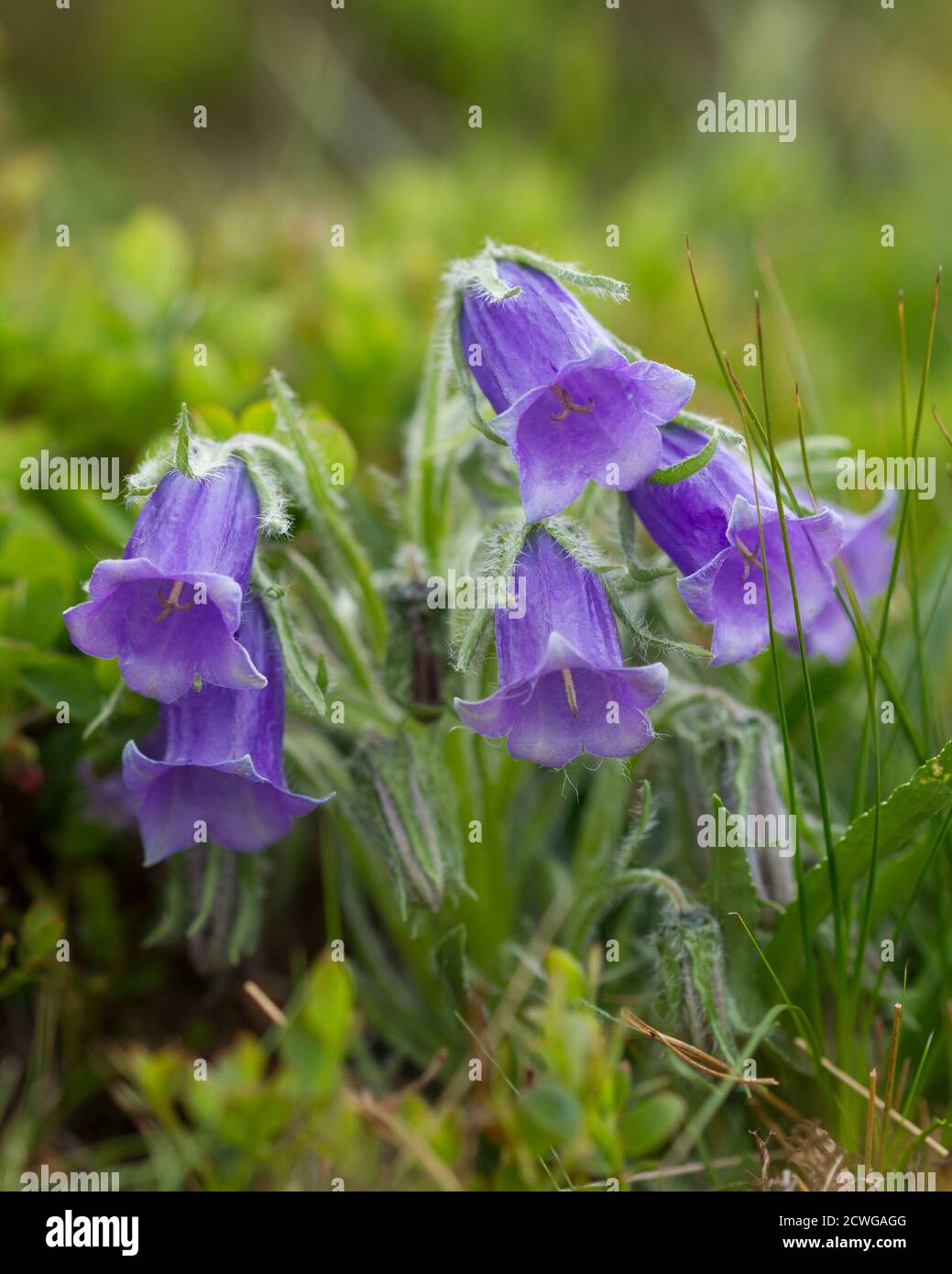 Alpine harebell hi-res stock photography and images - Alamy
