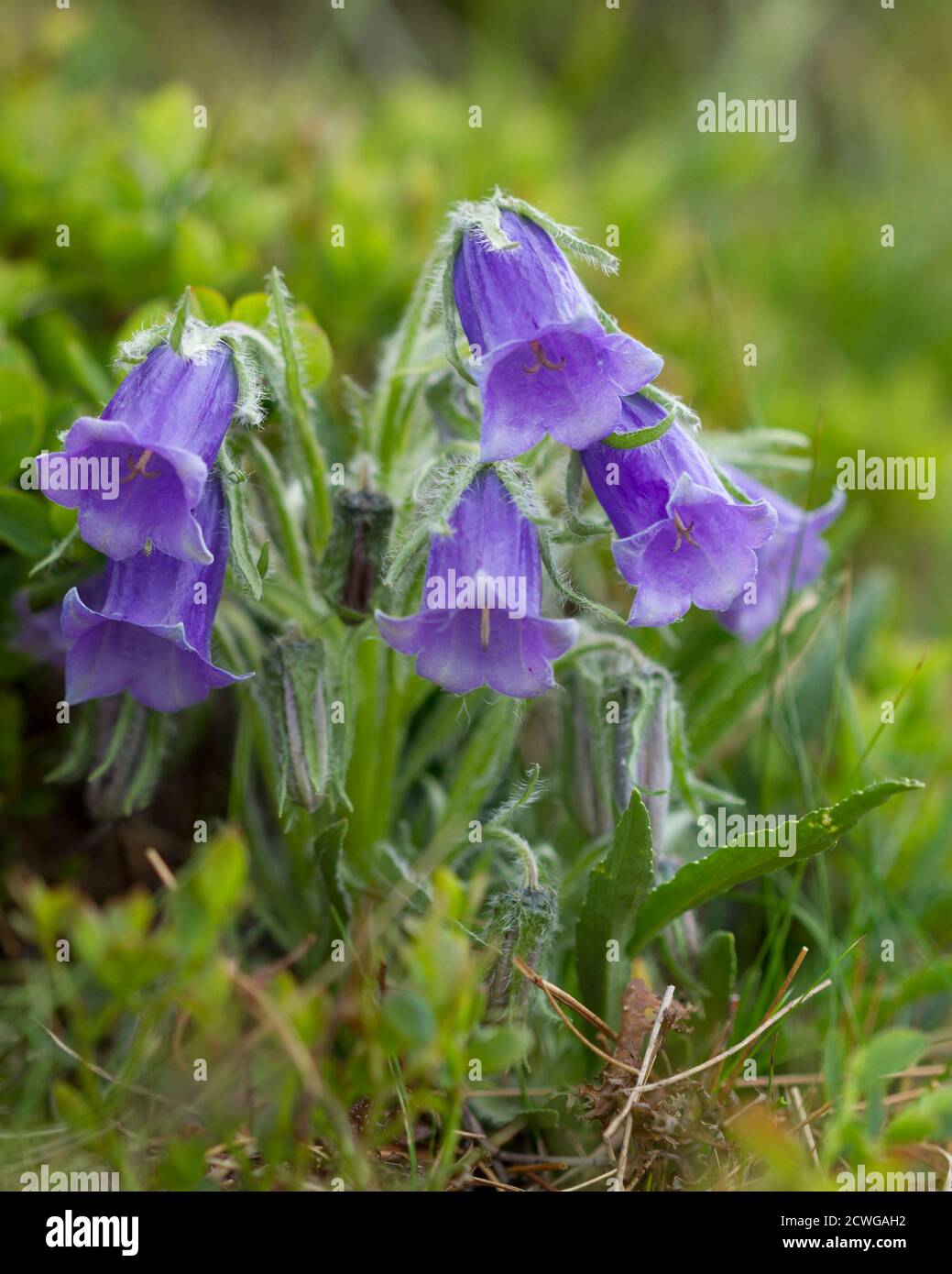 Alpine bell flowers (Campanula alpina Stock Photo - Alamy