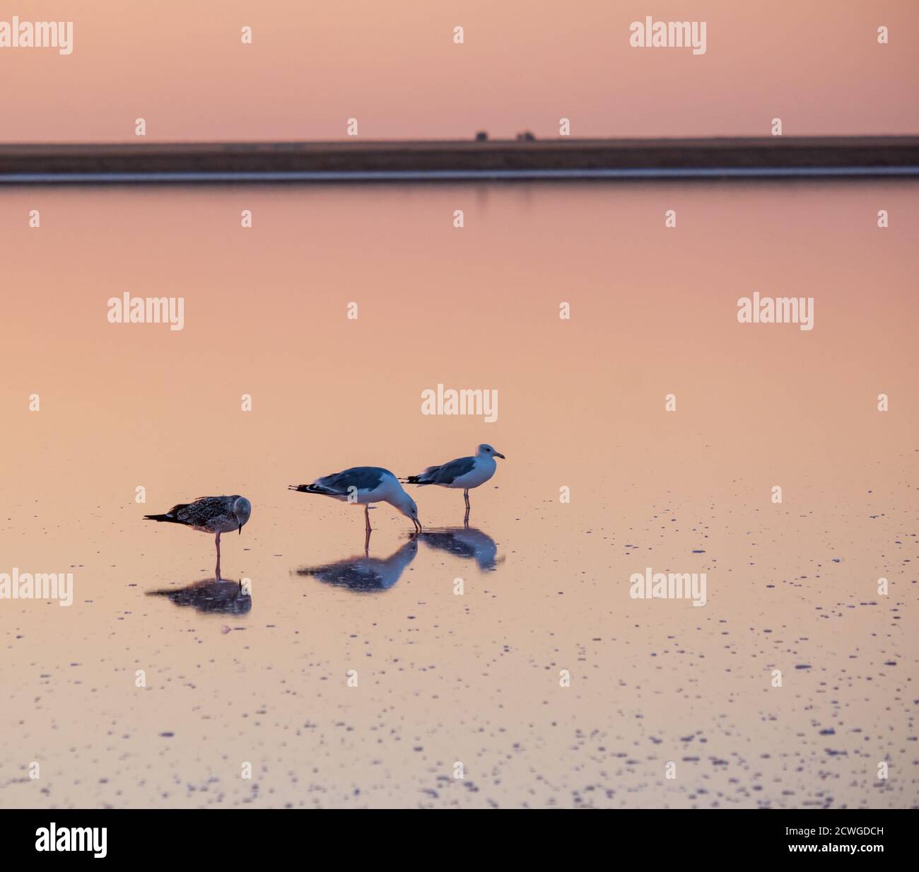 Seagull birds on sunset Genichesk pink extremely salty lake (colored by ...