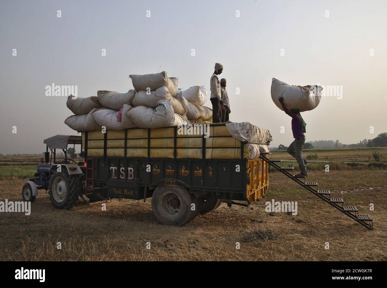 Wheat farming in punjab hi-res stock photography and images - Alamy