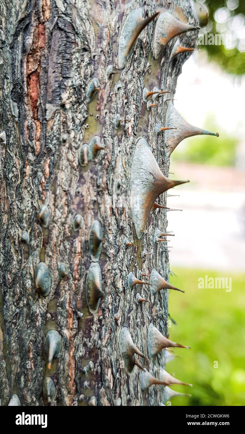 Thorny Bark of Rose Bush Stock Photo - Alamy