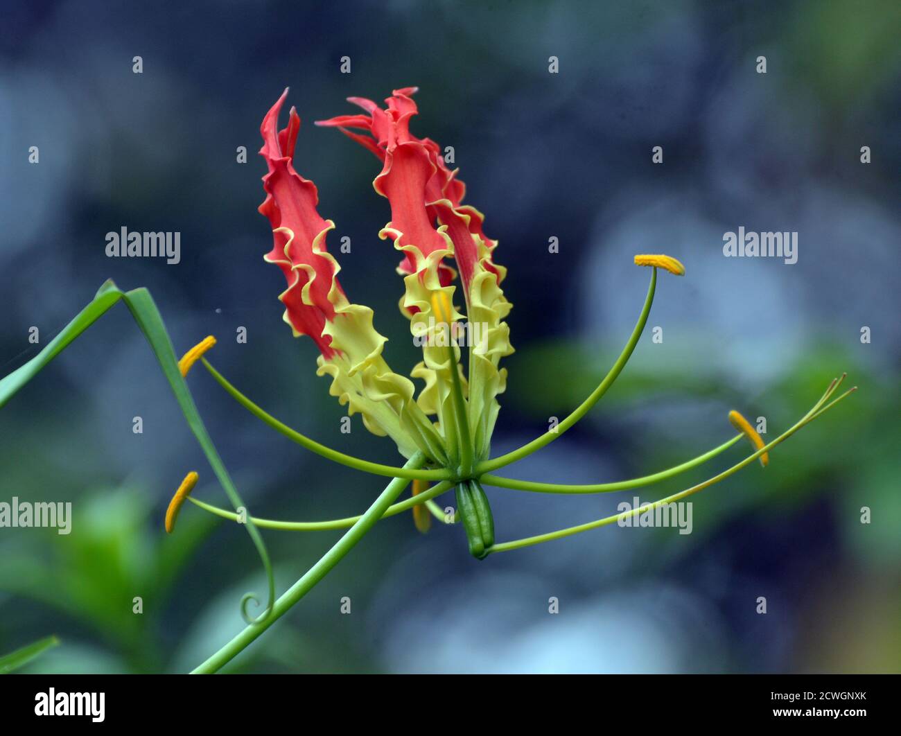Flame lily hi-res stock photography and images - Alamy