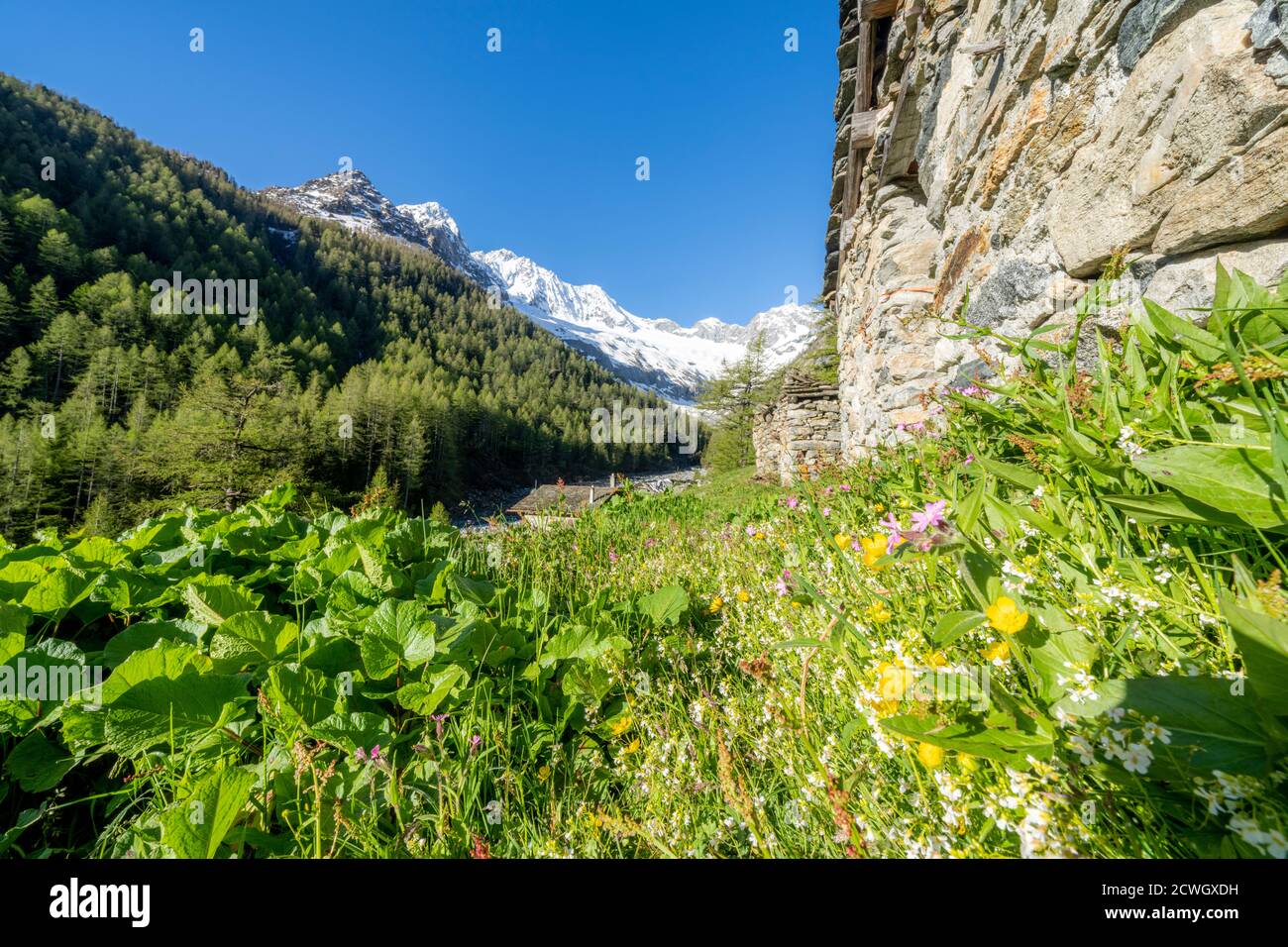 Stone huts and green meadows of Alpe Laresin with Monte Disgrazia on ...